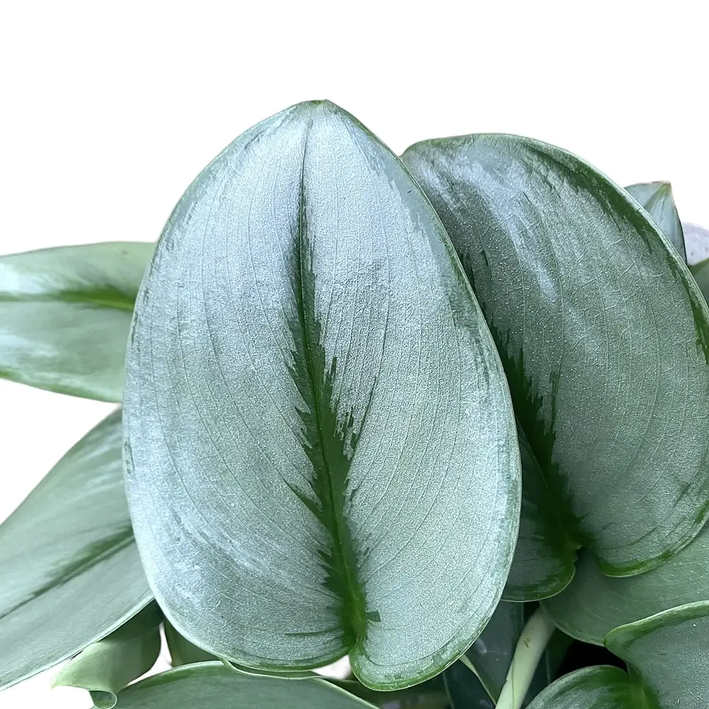 Scindapsus Moonlight – Gipsygarden