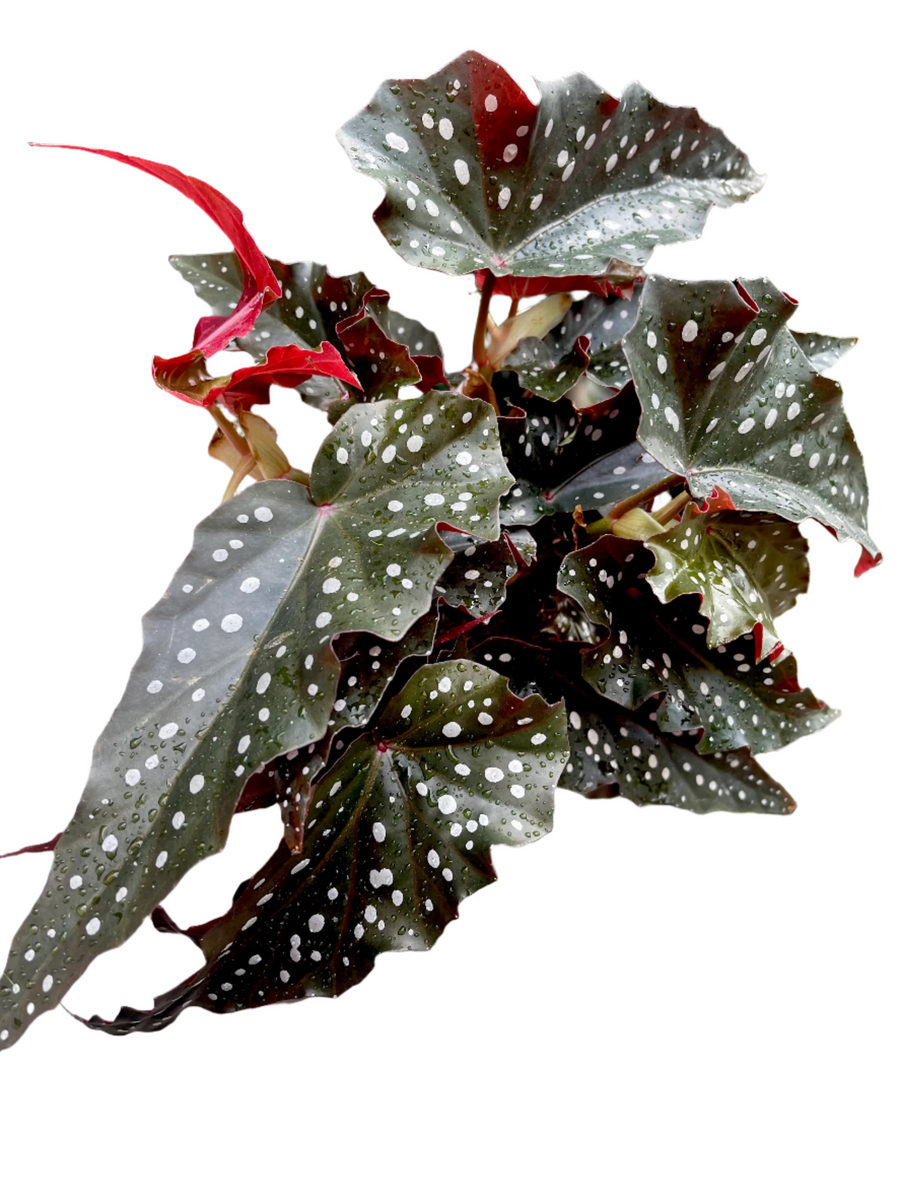 Begonia maculata Black forest – Gipsygarden