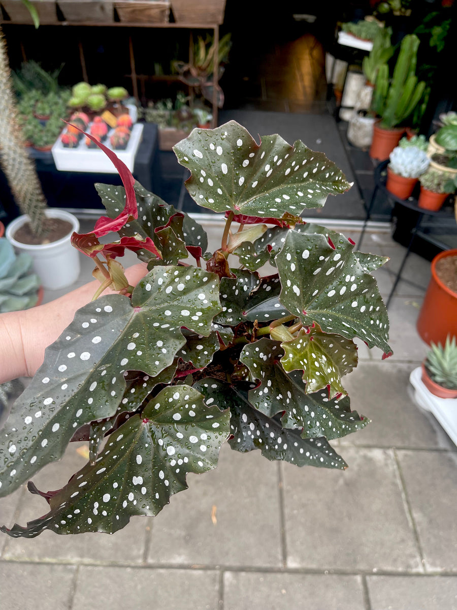 Begonia maculata Black forest – Gipsygarden