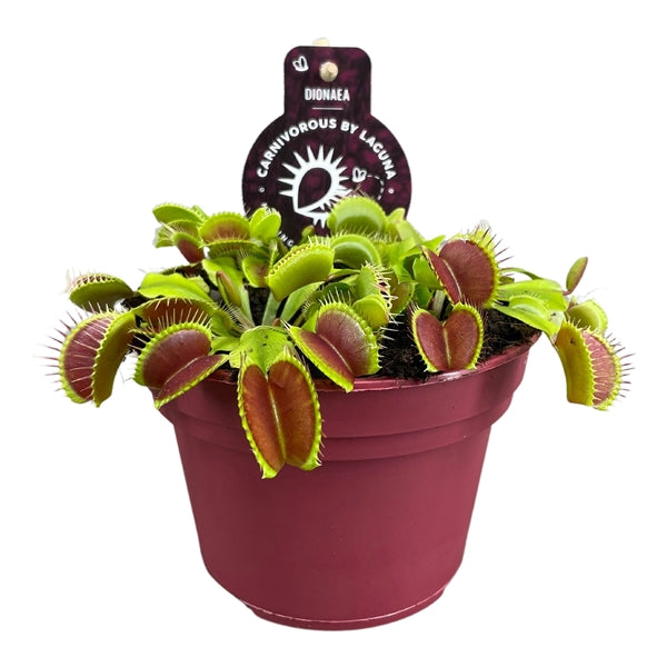 Flycatcher plant store