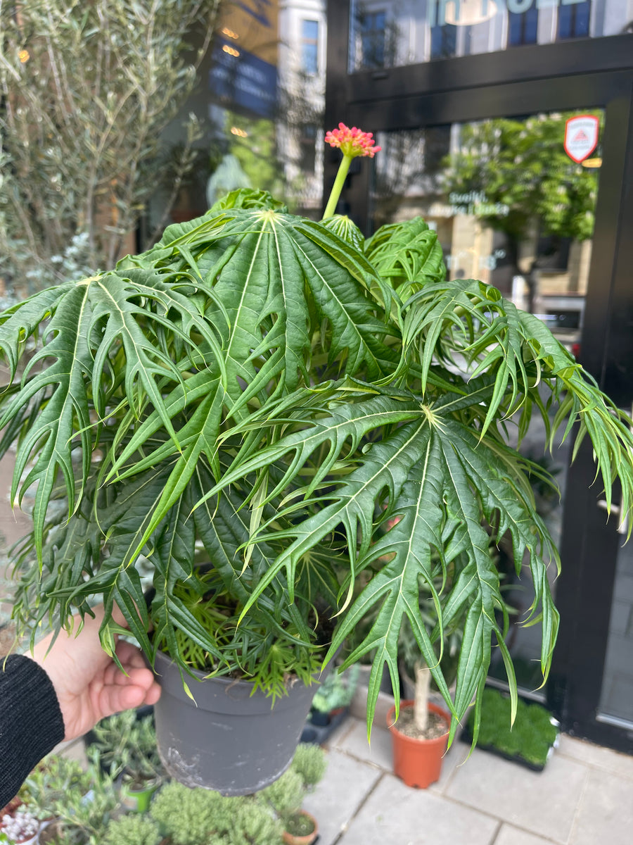 Jatropha multifida – Gipsygarden