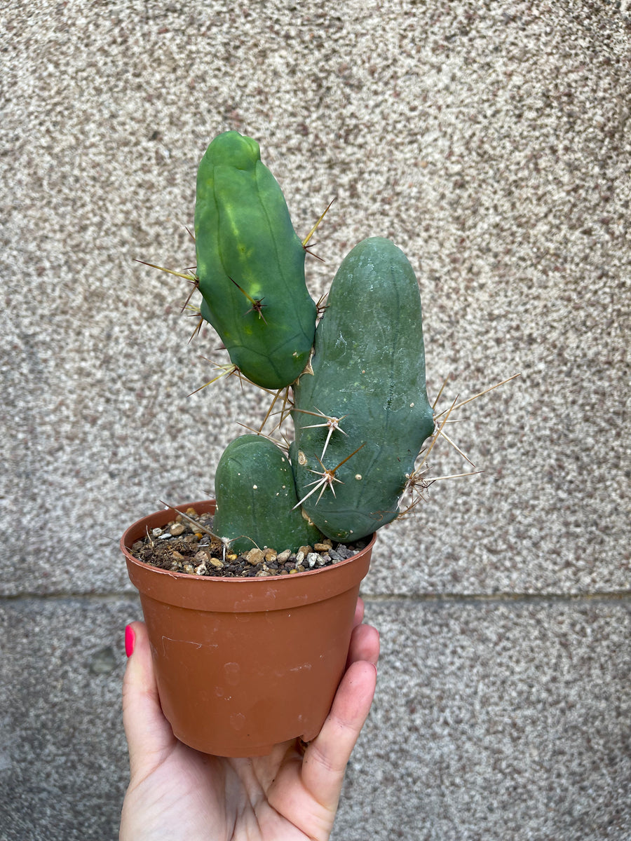 Trichocereus bridgesii monstrosa Penis cactus – Gipsygarden