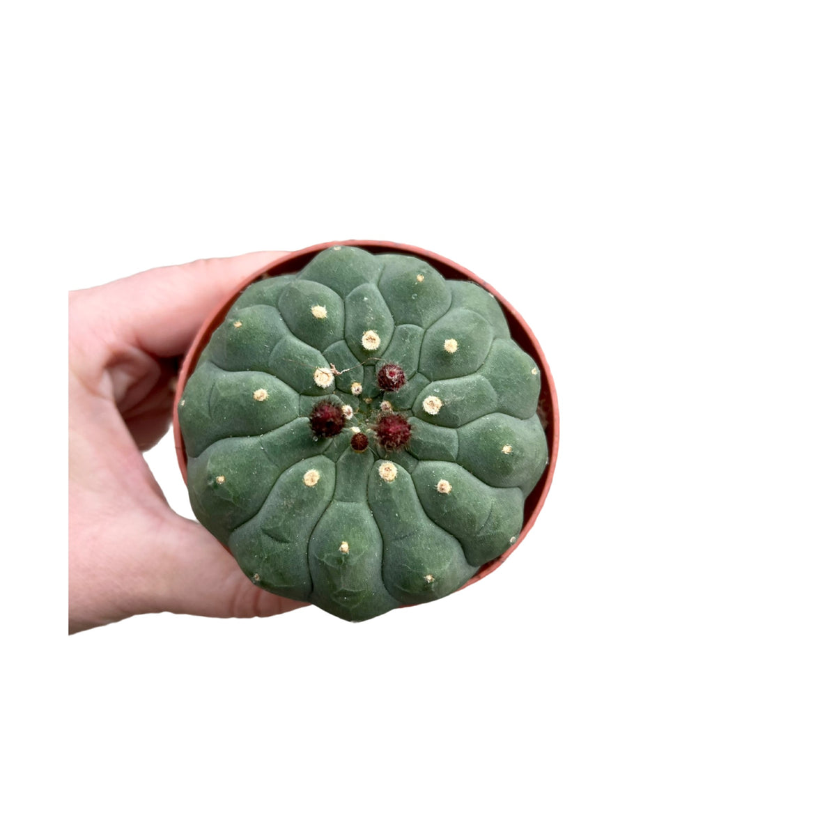 Matucana Madisonorium Bald matucana – Gipsygarden