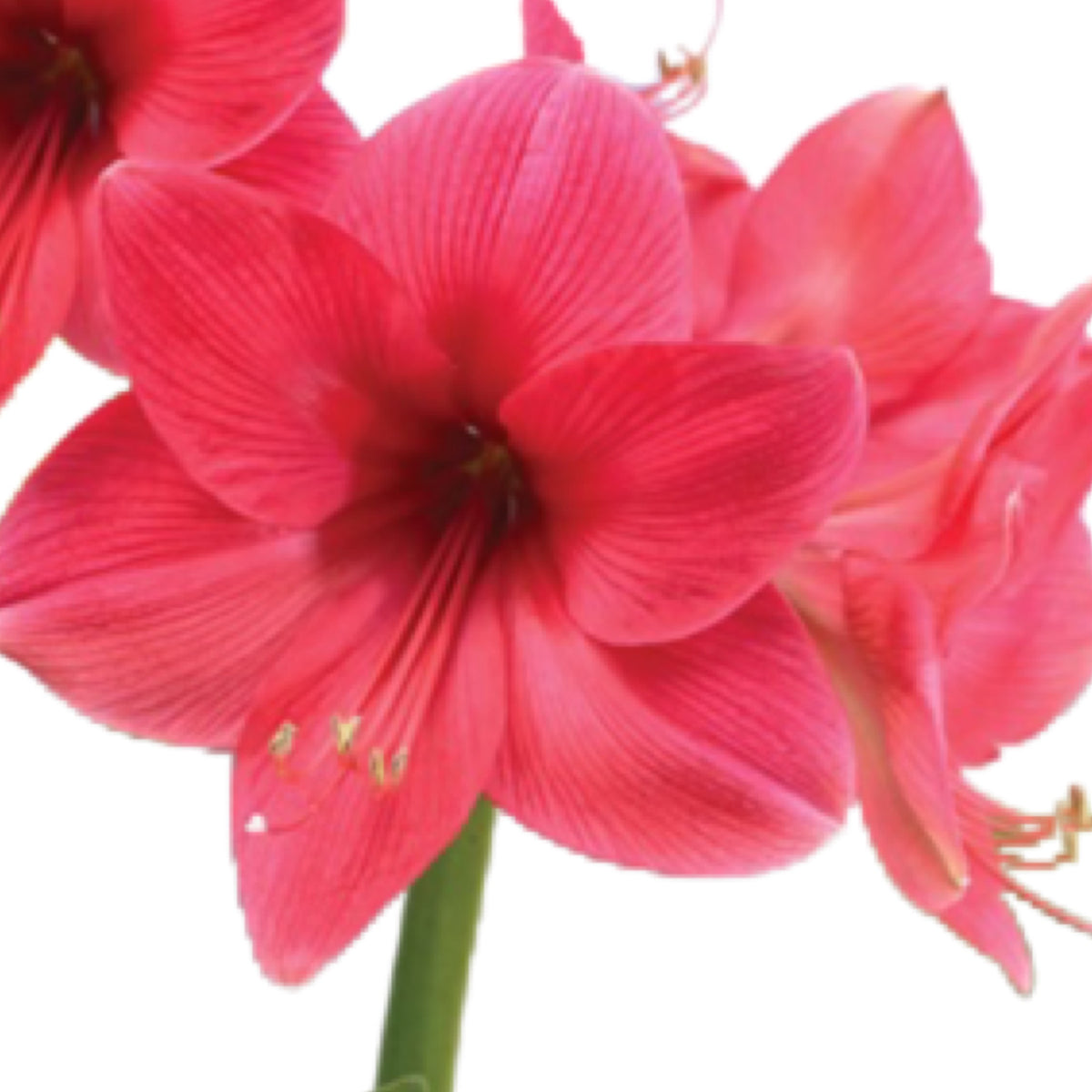Meilenis Hippeastrum Pink star – Gipsygarden