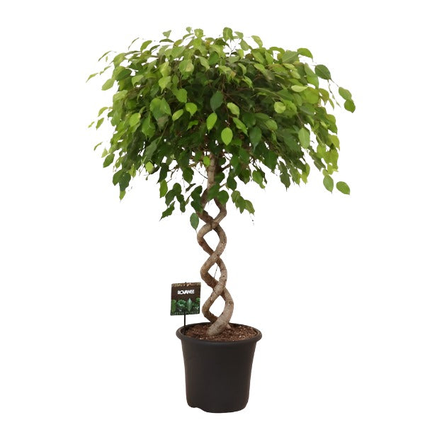 Ficus Exotica Duo Spiral 140cm – Gipsygarden