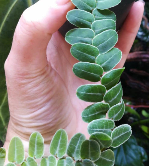 Marcgravia umbellata – Gipsygarden