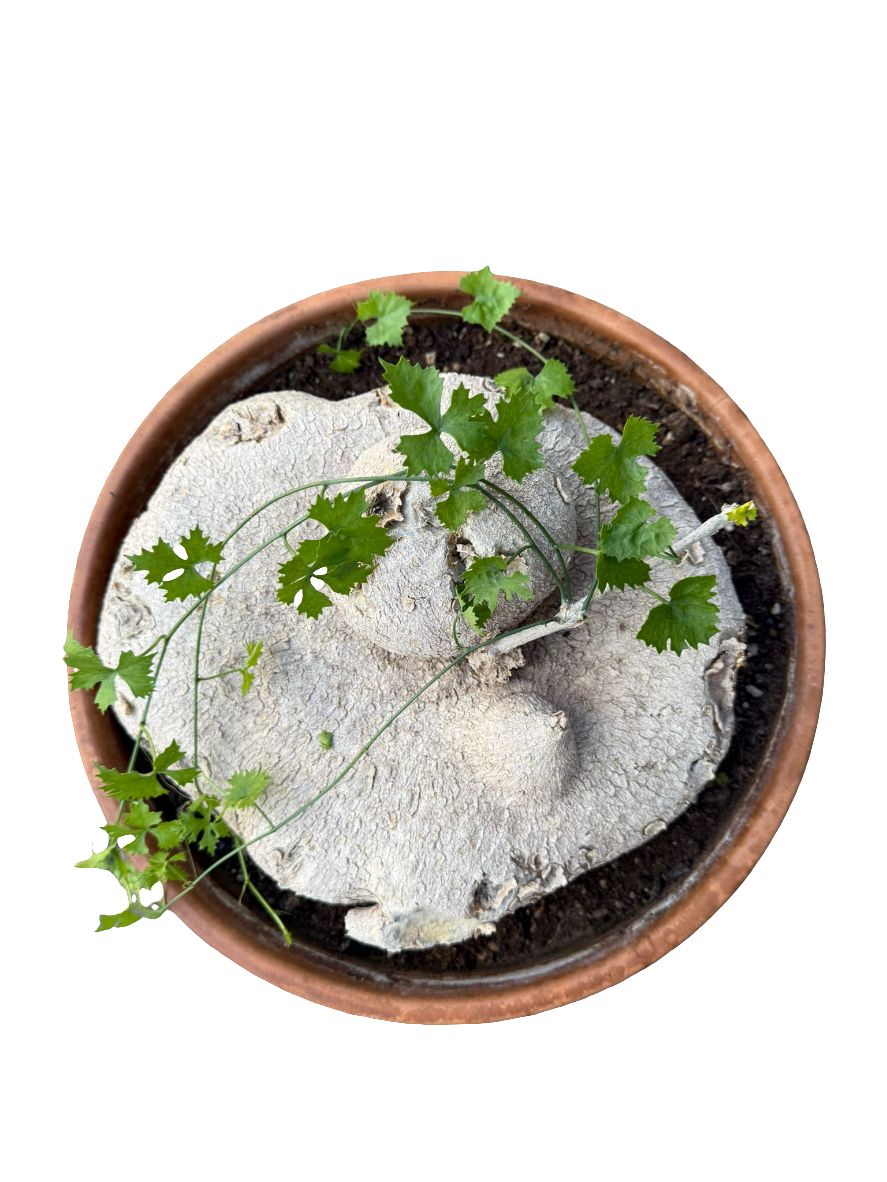 Ibervillea lindheimeri – Gipsygarden