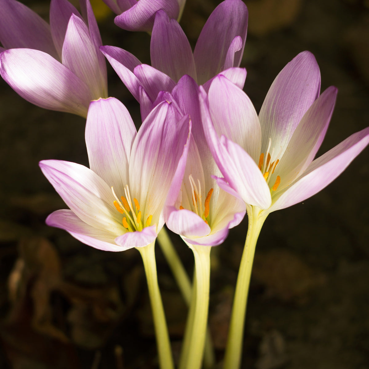 Colchicum Giant Late – Gipsygarden