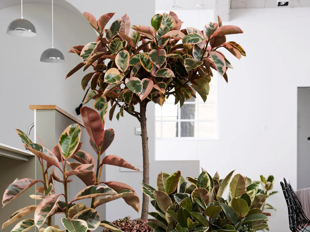 Ficus elastica Belize 1.4m – Gipsygarden