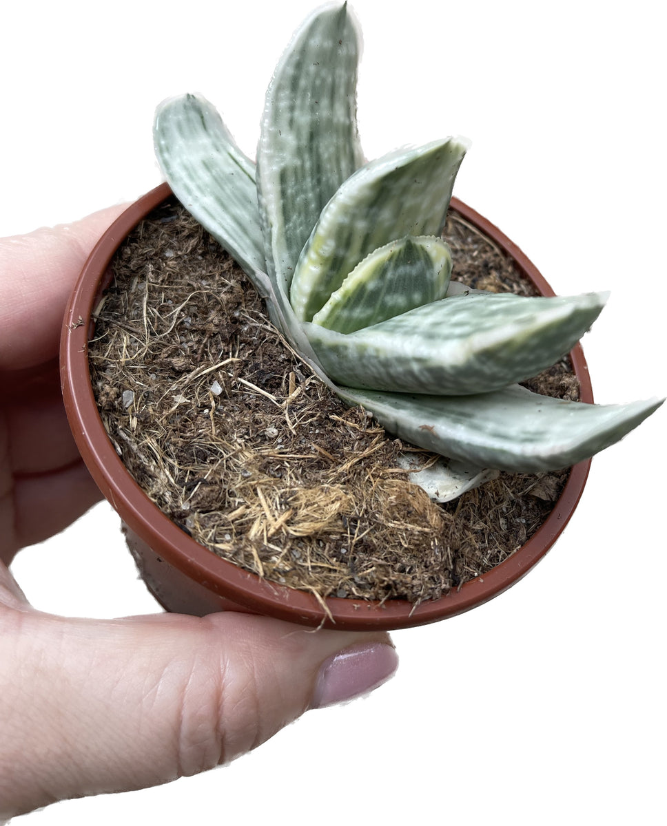 Gasteria Cv. Sakura Fuji White Variegata – Gipsygarden