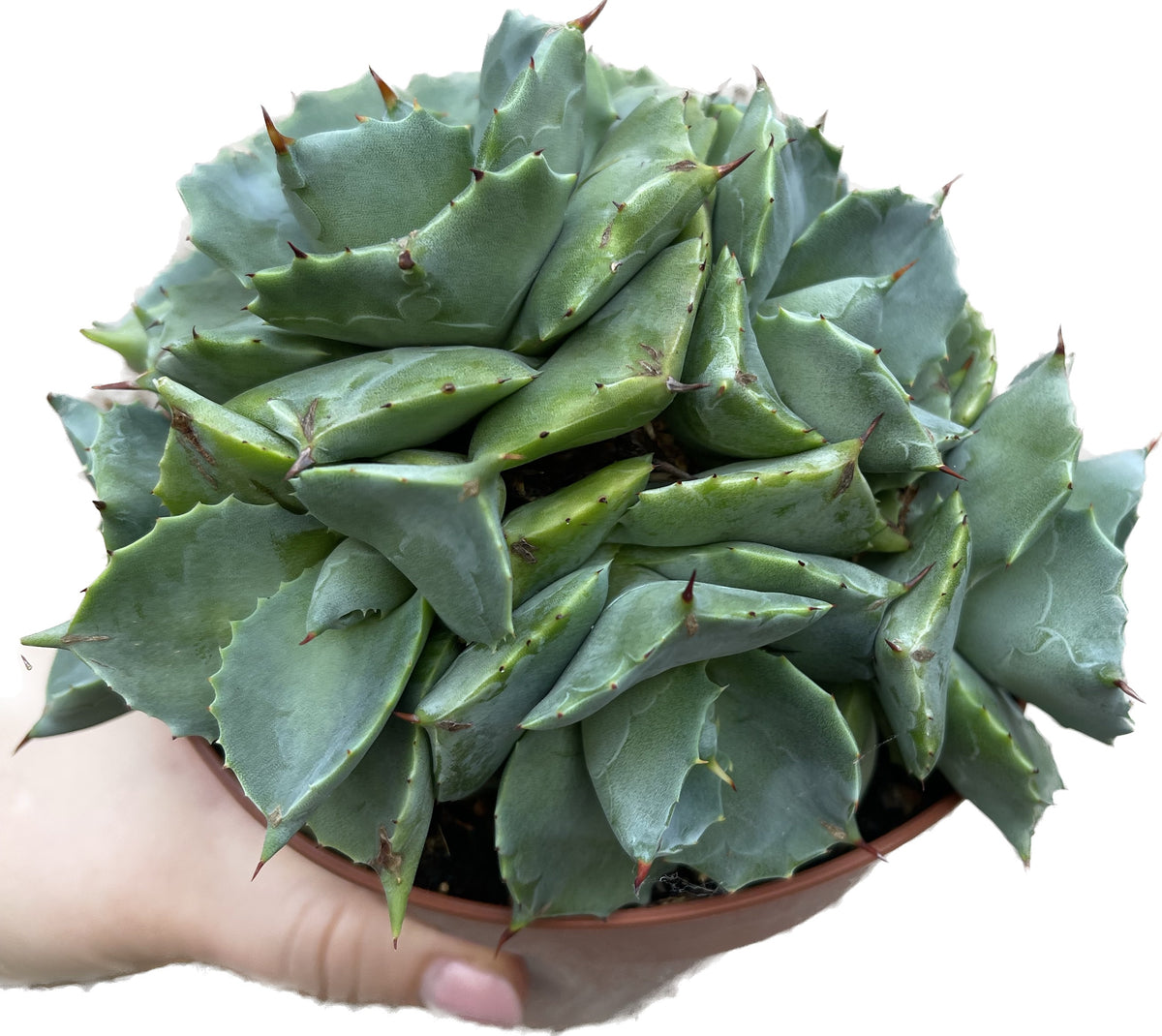 Agave Potatorum compacta – Gipsygarden