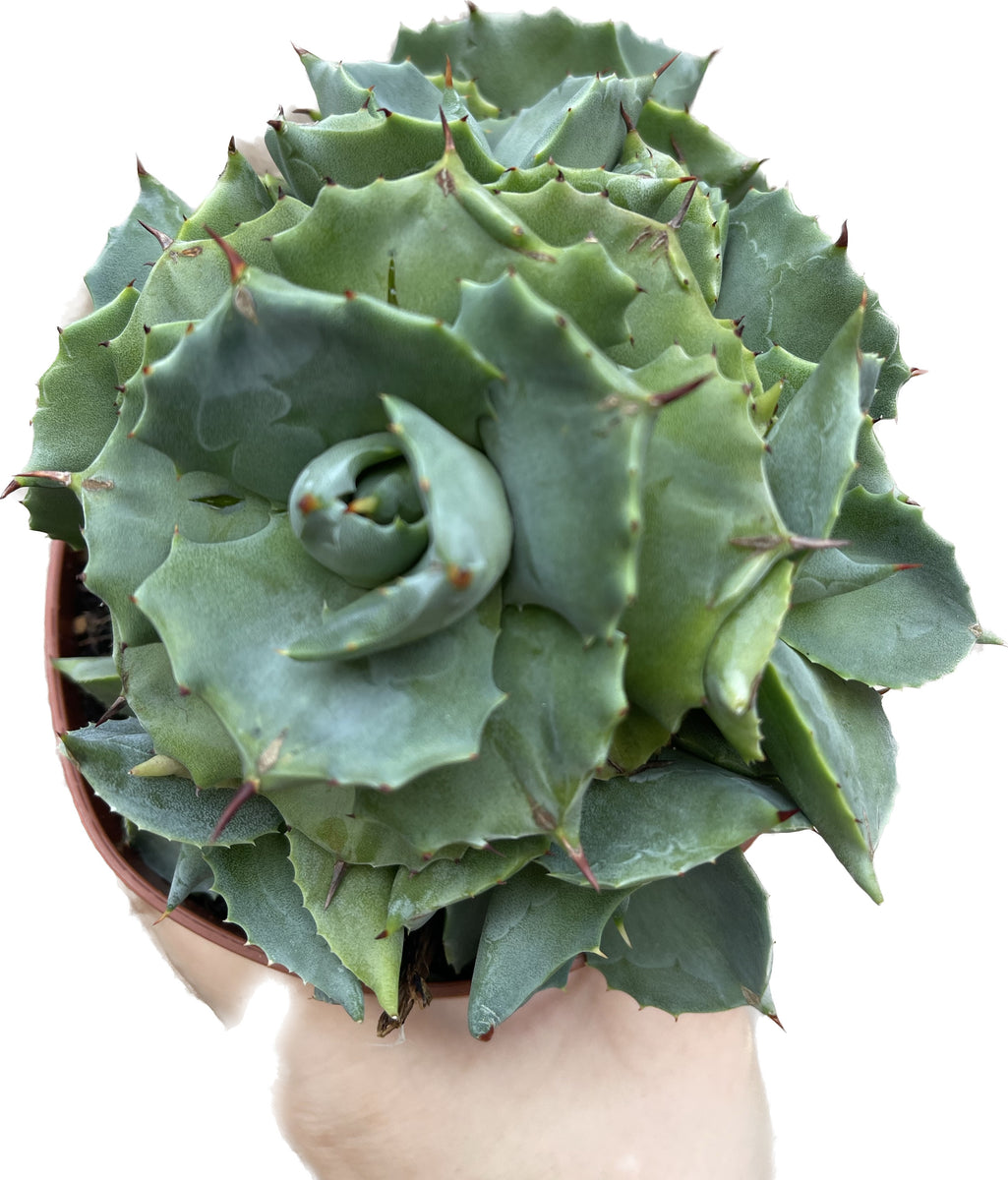 Agave Potatorum compacta – Gipsygarden