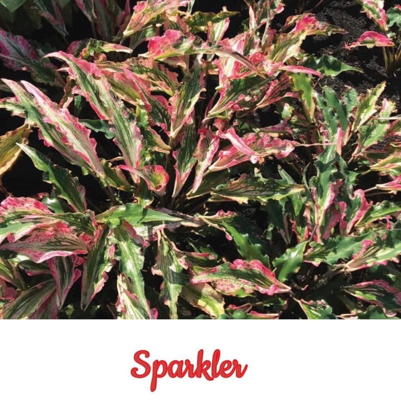 Caladium Sparkler – Gipsygarden