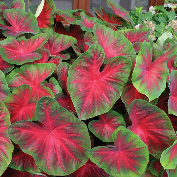 Caladium Blaze – Gipsygarden