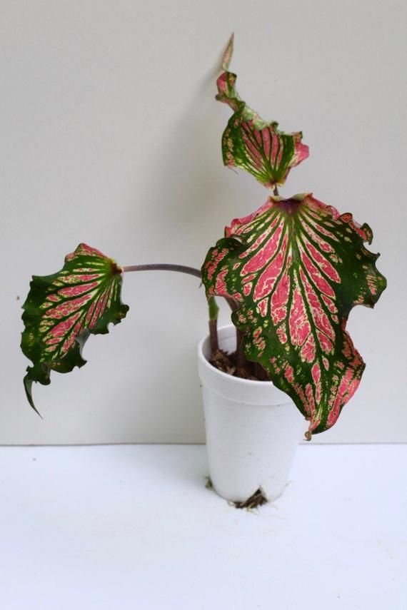 Caladium Sparkler – Gipsygarden