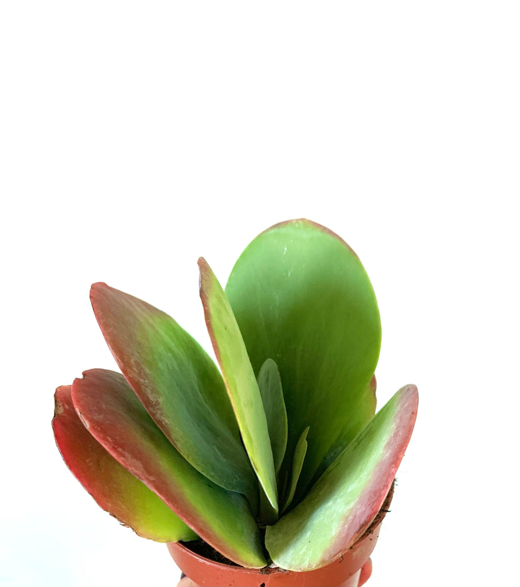Kalanchoe Thyrsiflora Red lip – Gipsygarden