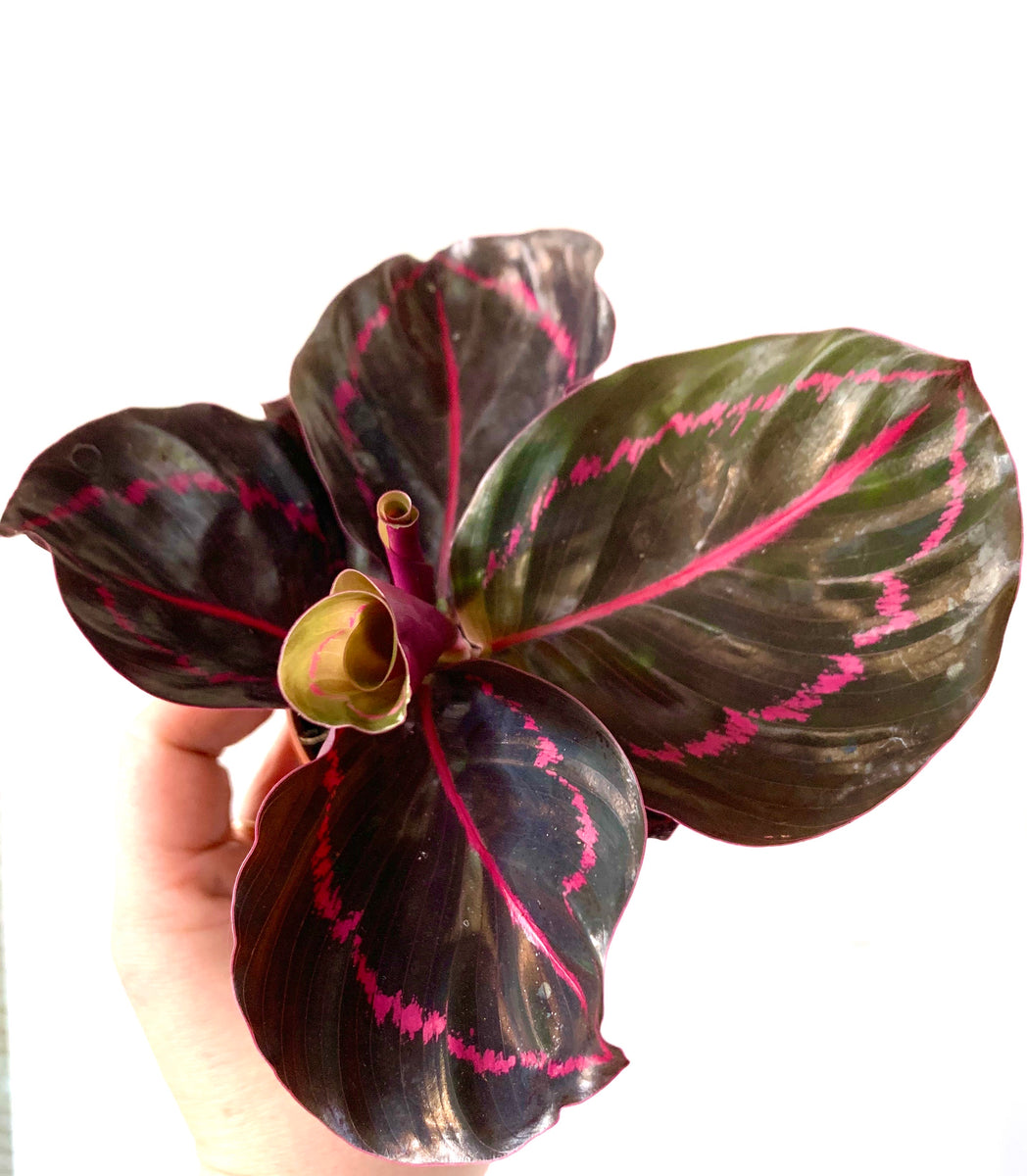 Calathea Rosea picta Illustrus – Gipsygarden