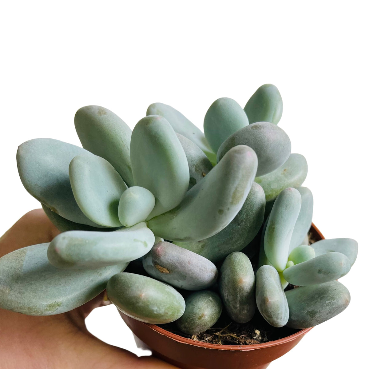 Pachyphytum oviferum – Gipsygarden