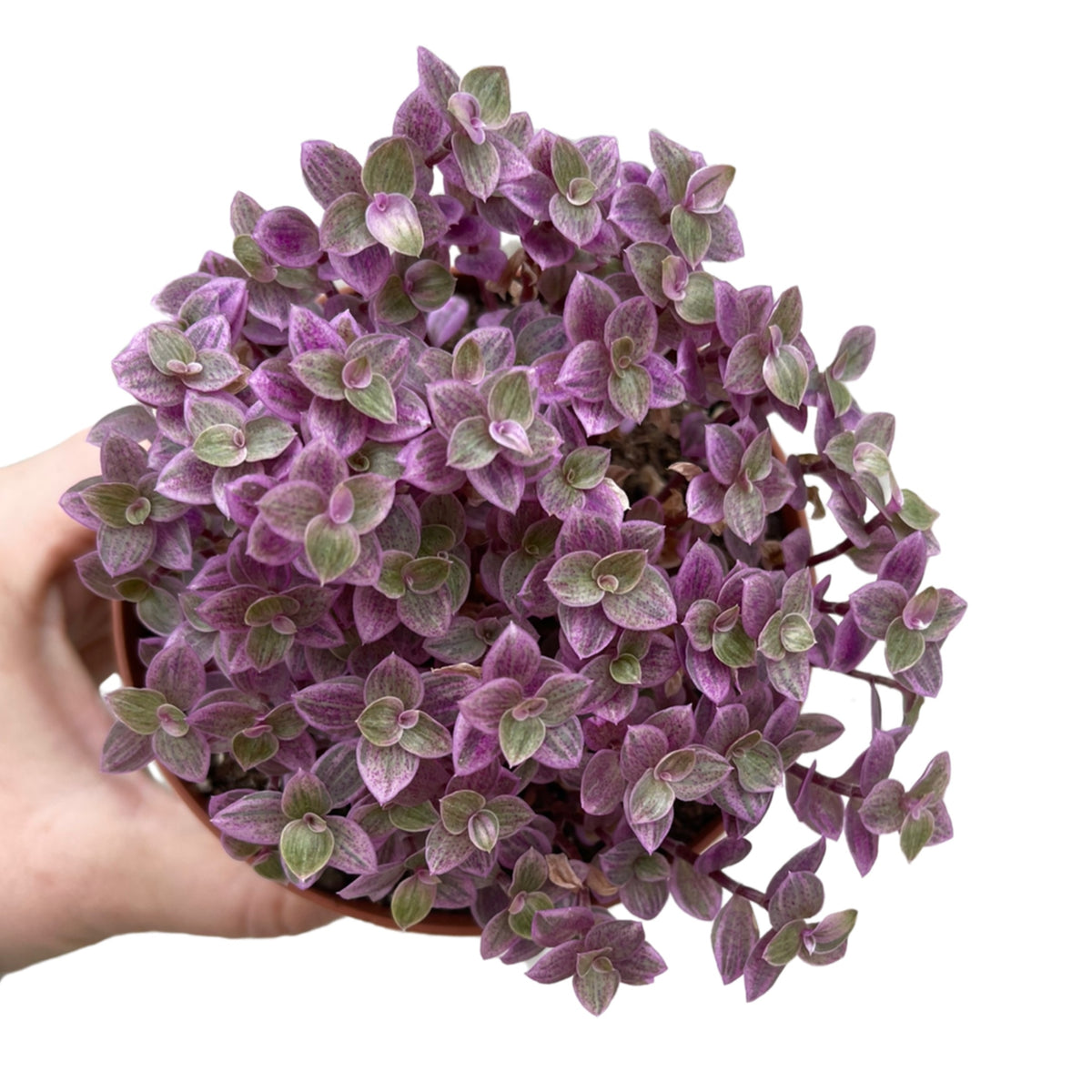 Calisia repens rosato 'Pink lady' – Gipsygarden