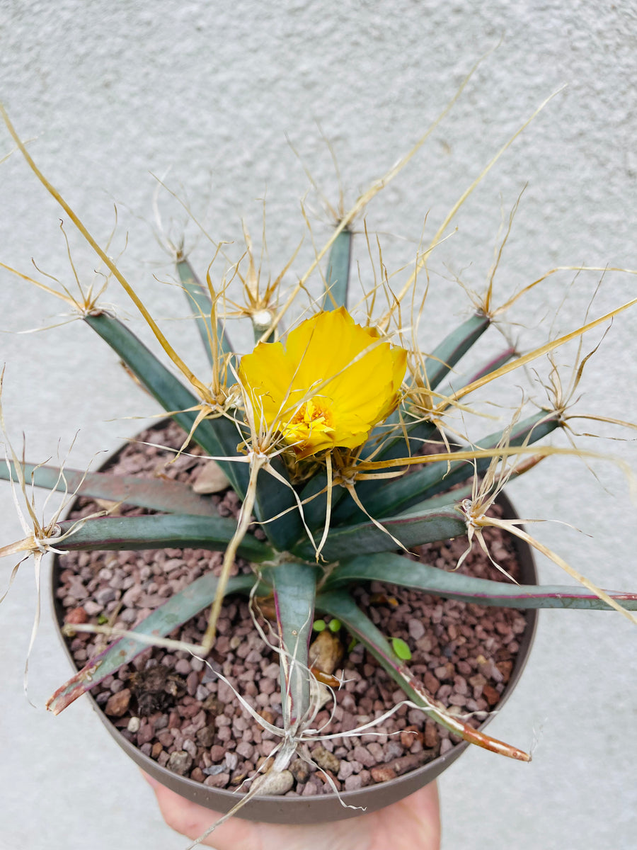 Leuchtenbergia principis – Gipsygarden