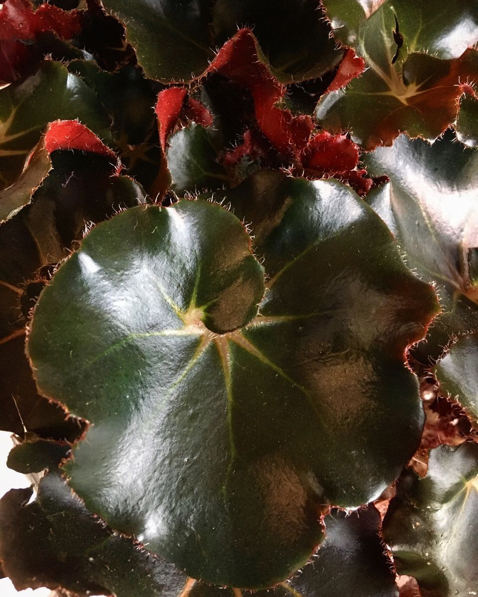 Begonia Black jungle – Gipsygarden