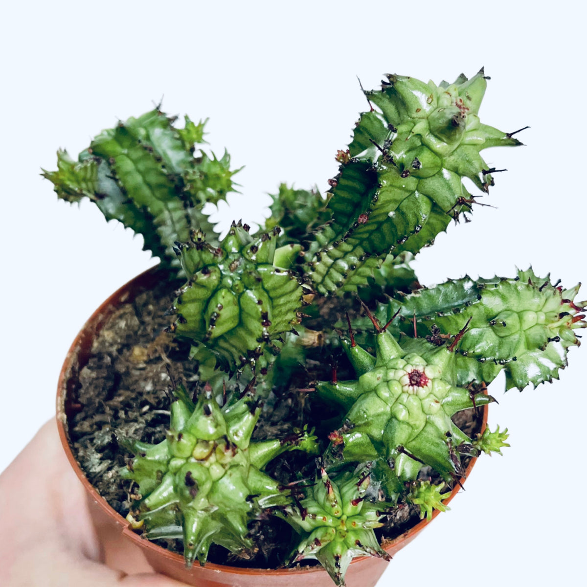 Euphorbia Kiko monstrosa – Gipsygarden