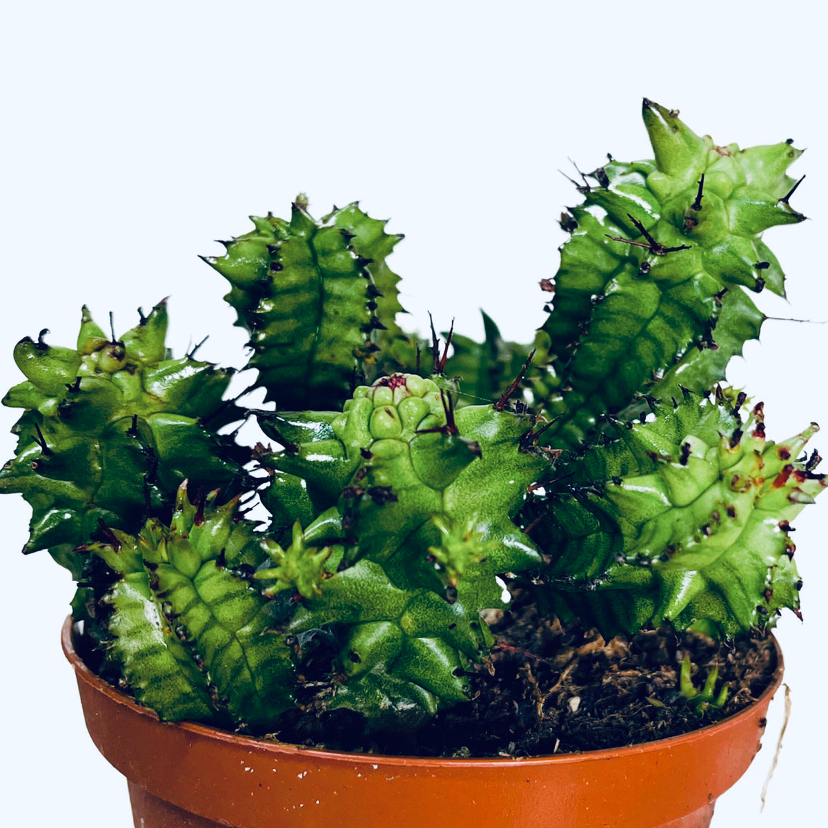 Euphorbia Kiko monstrosa – Gipsygarden
