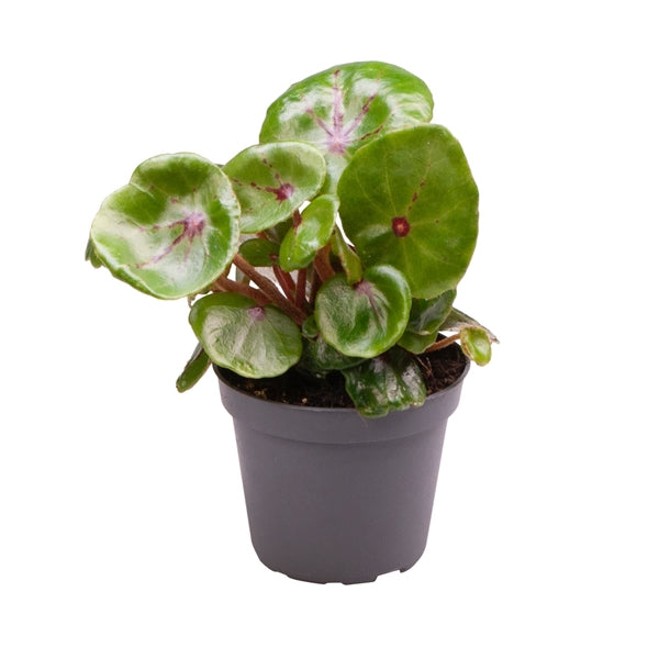 Begonia leaf Red Ruby – Gipsygarden