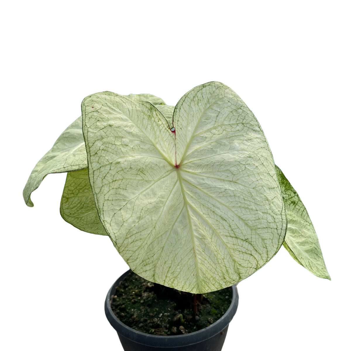 Caladium Moonlight – Gipsygarden