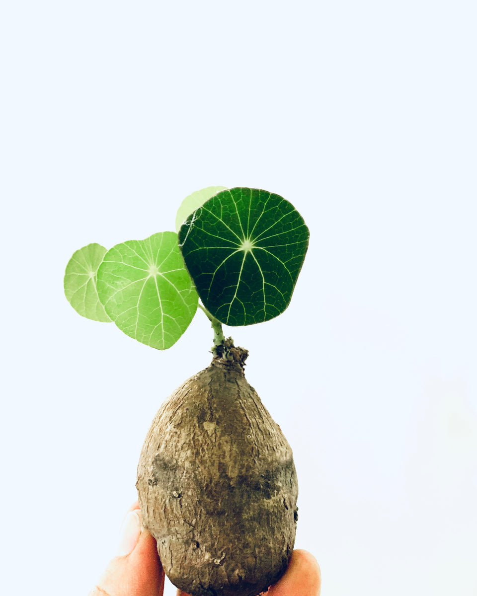 Stephania erecta aka Pierrei – Gipsygarden