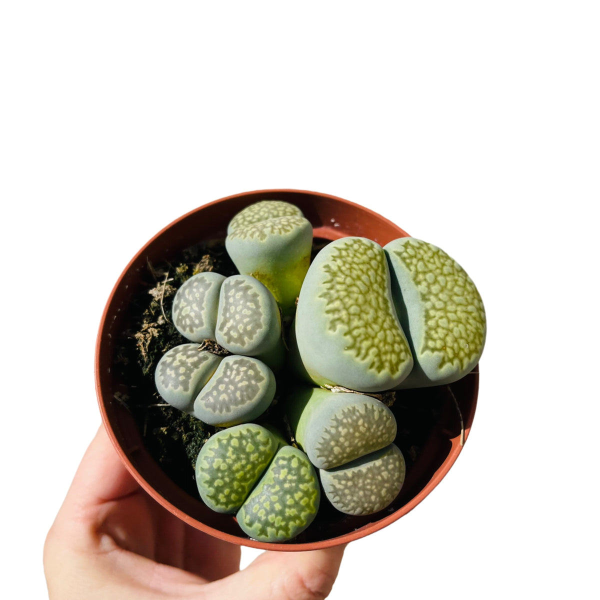 Lithops Green – Gipsygarden