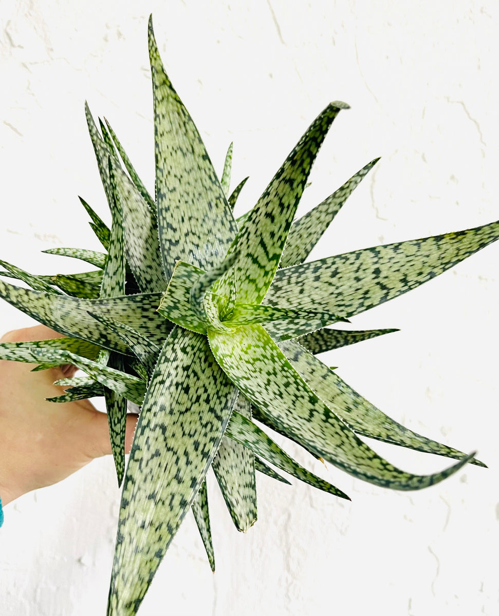 Aloe Lotus silver – Gipsygarden